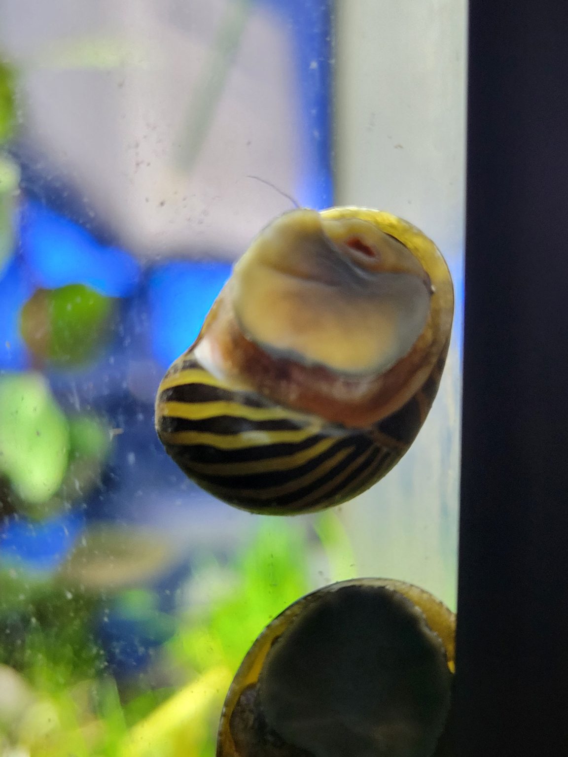 Zebra Nerite Snails • Edel Alon