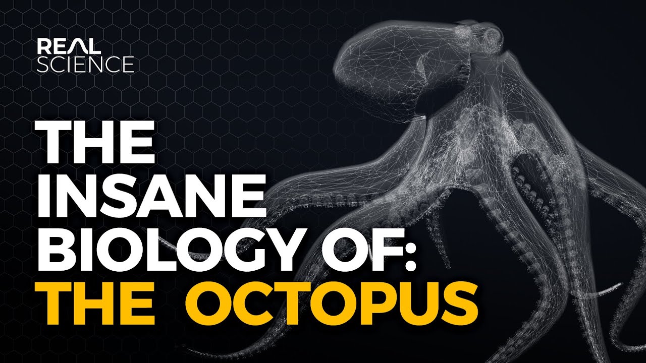 Octopus Biology • Edel Alon
