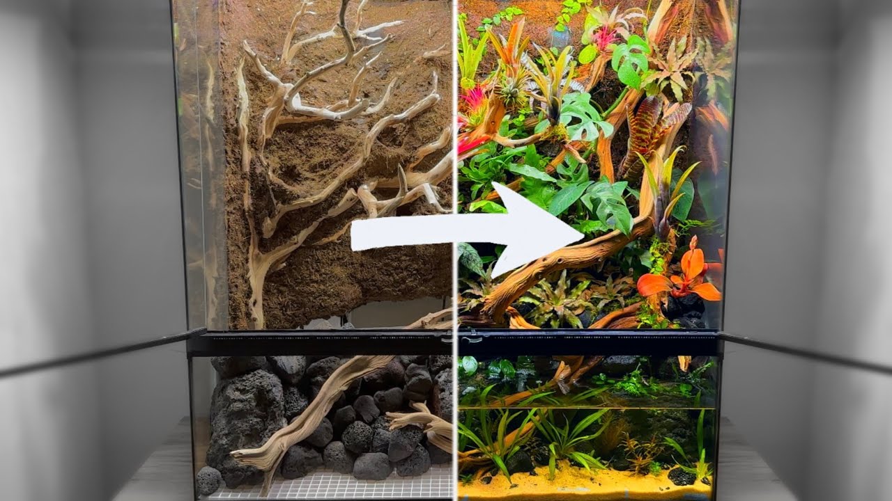 DIY Paludarium Building - Tips & Tricks For Beginners • Edel Alon